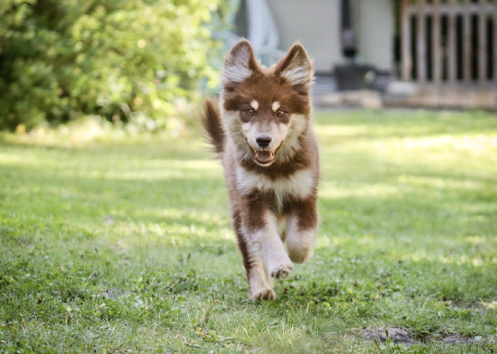 UKKO :: kennel Nummensyrjän